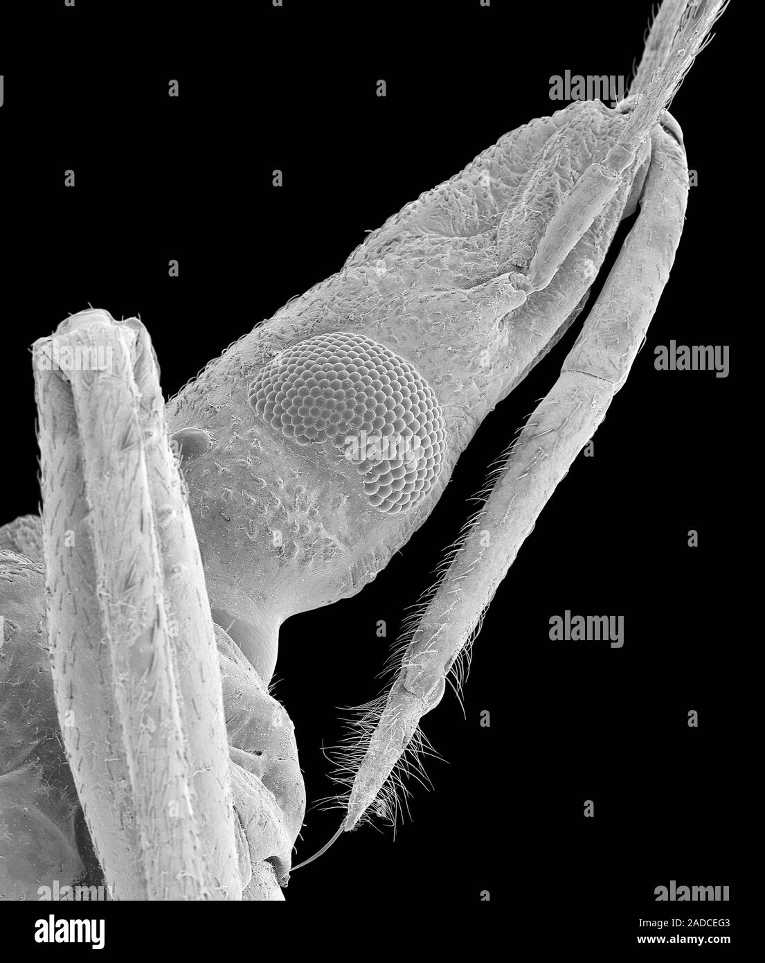 Scanning electron micrograph (SEM) of Western conenose or kissing bug ...