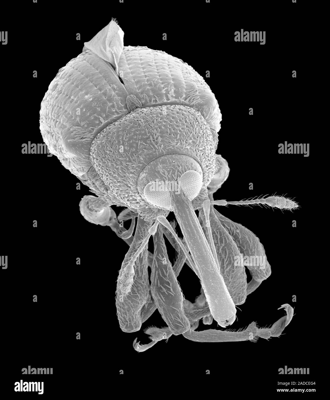 Scanning electron micrograph (SEM) of pepper weevil (Anthonomus eugenii ...