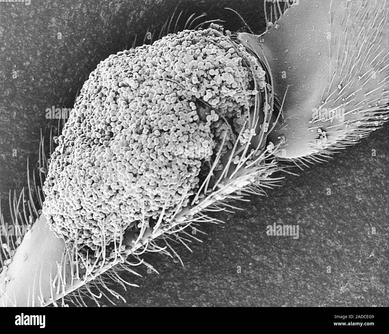 Scanning electron micrograph (SEM) of Honey bee (Apis mellifera ...