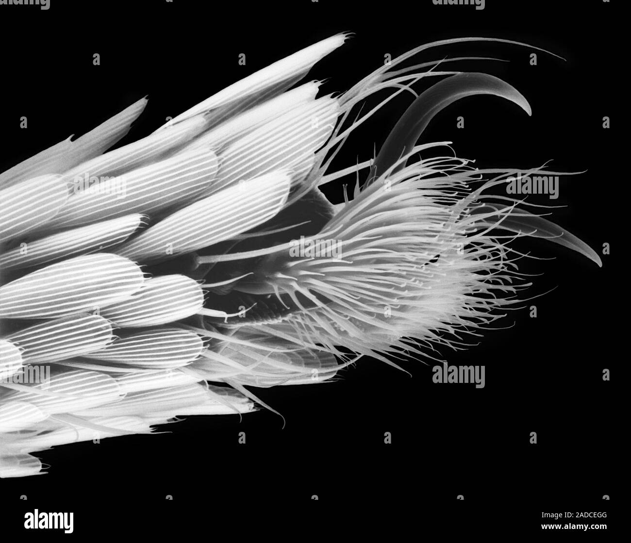 Scanning electron micrograph (SEM) of Mosquito tarsal claw and ...