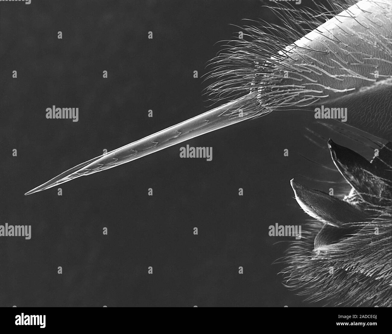 Scanning electron micrograph (SEM) of Honey bee (Apis mellifera ...