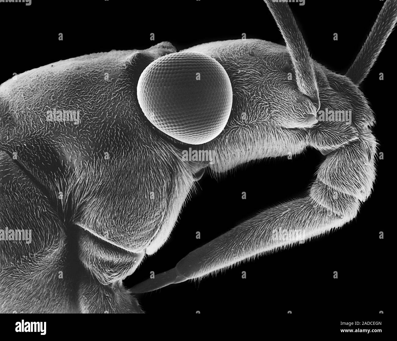 Scanning electron micrograph (SEM) of water strider head and thorax ...