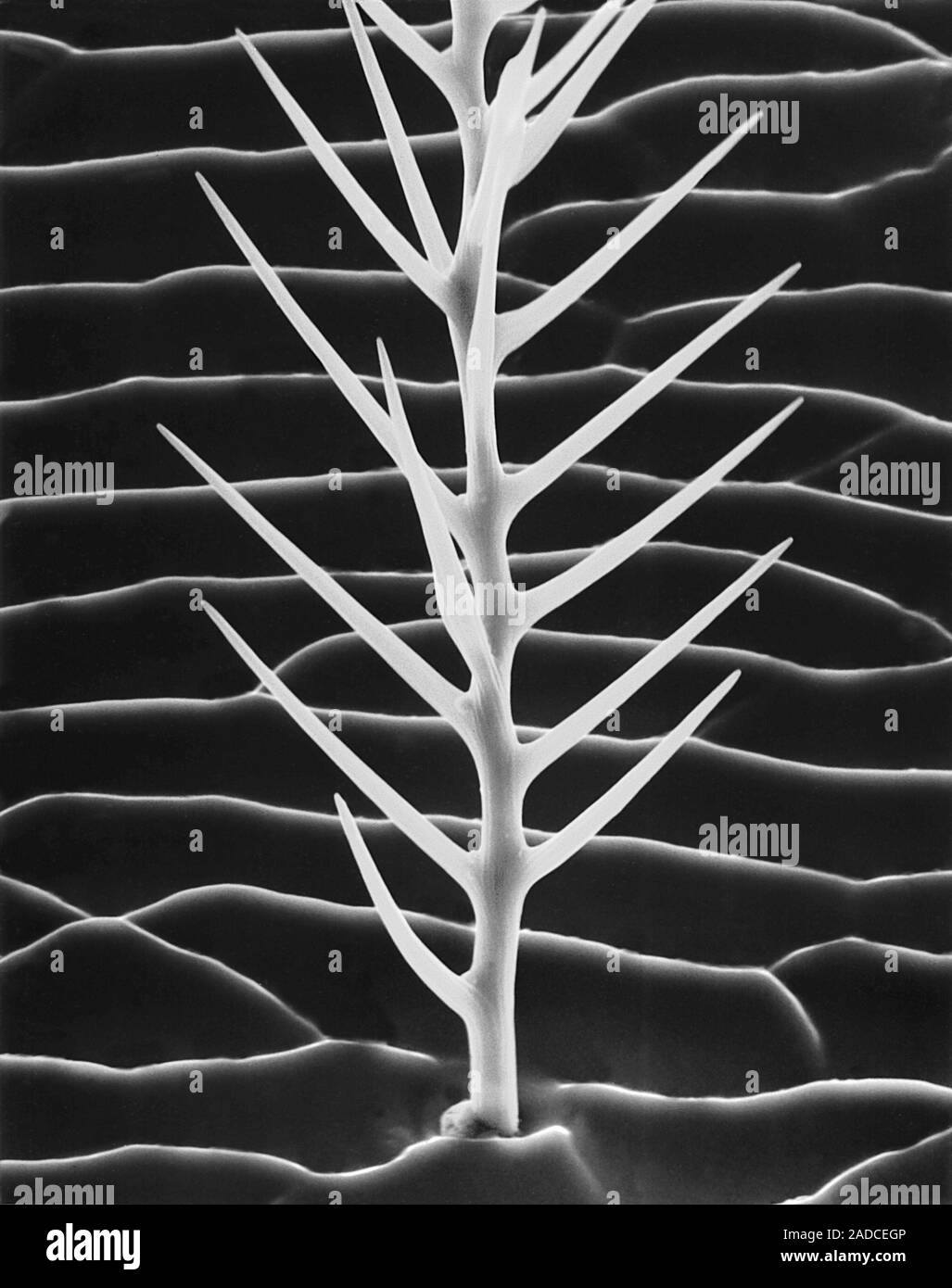 Scanning electron micrograph (SEM) of Exoskeleton branched seta from ...