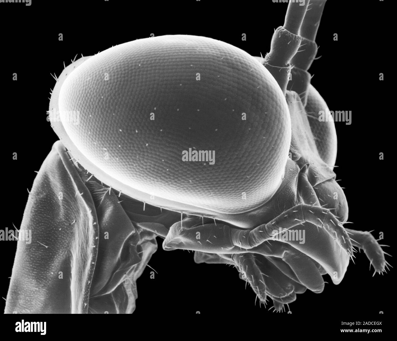 Scanning electron micrograph (SEM) of praying mantis head (Mantis ...