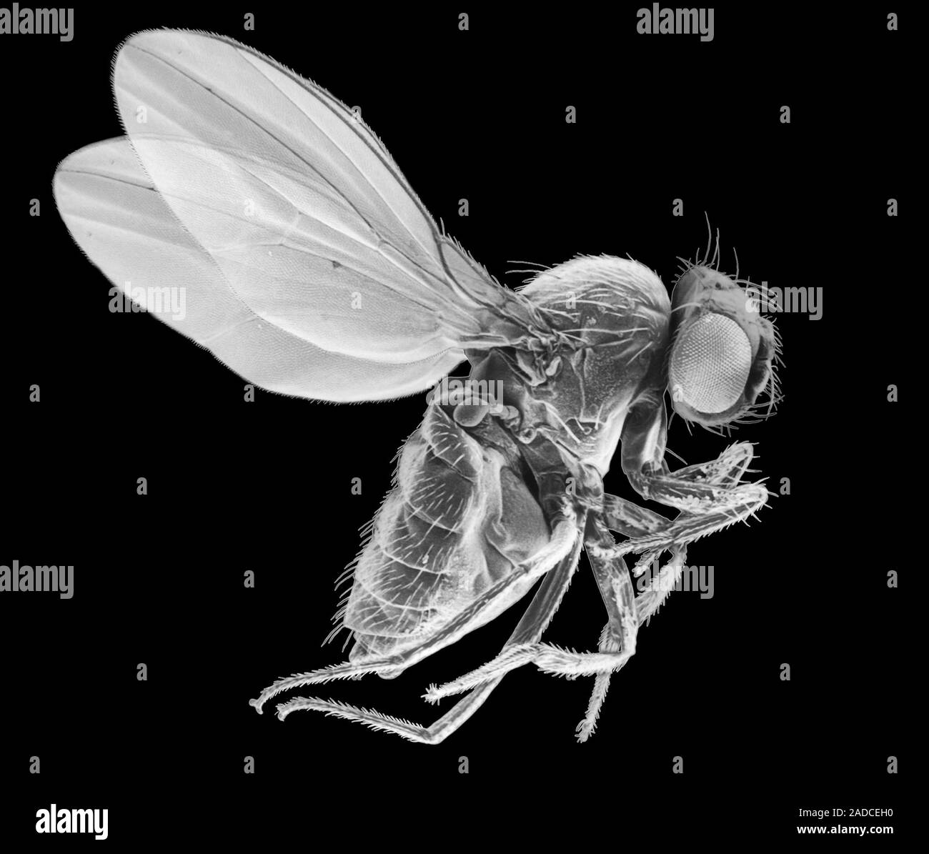 Scanning electron micrograph (SEM) of Fruit fly (Drosophila ...