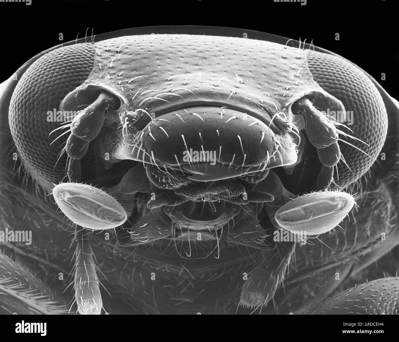 Scanning electron micrograph (SEM) of Ladybug beetle head with mouth ...