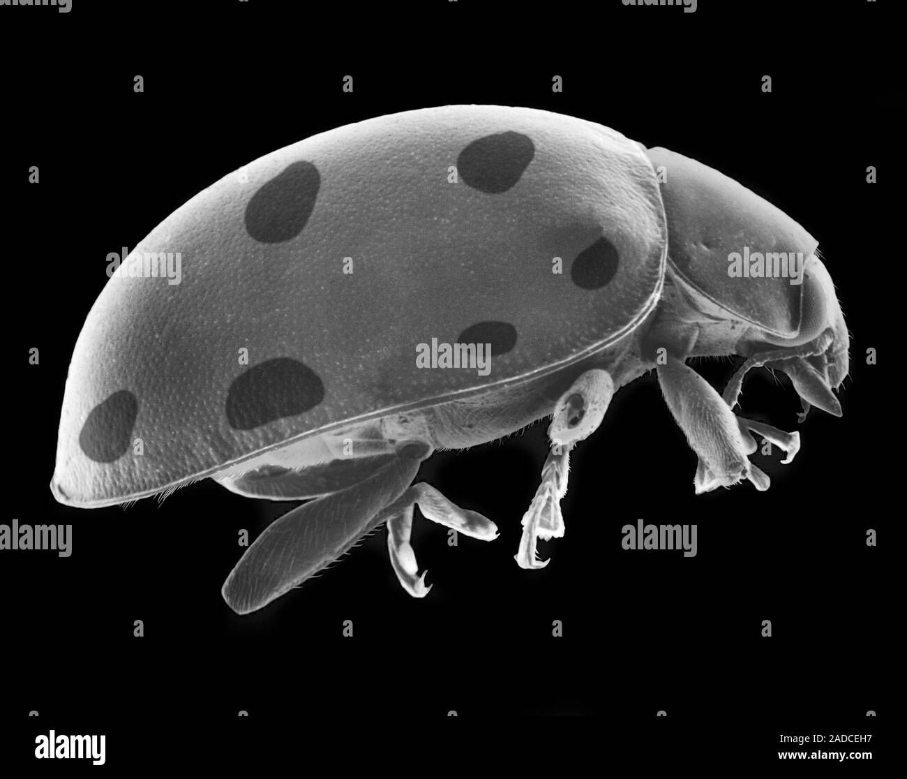 Scanning electron micrograph (SEM) of Ladybug beetle -Coccinella ...