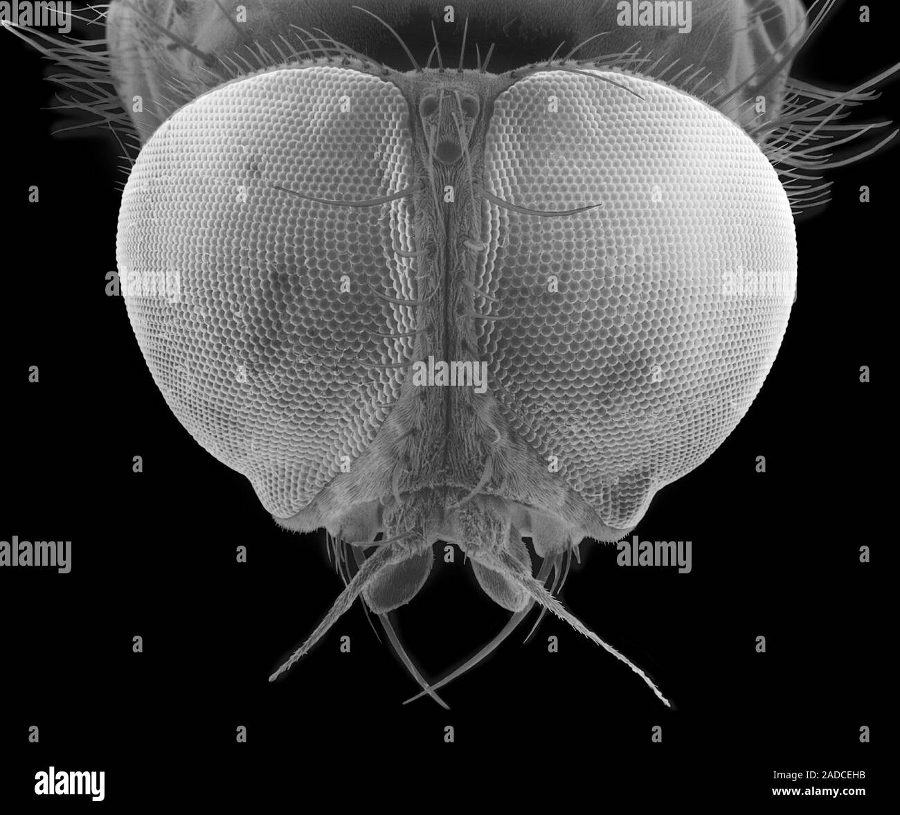Scanning electron micrograph (SEM) of House fly head (Musca domestica ...