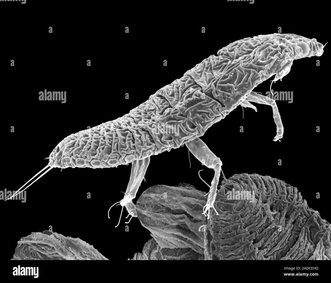 Scanning electron micrograph (SEM) of Brown soft scale insect; crawler ...