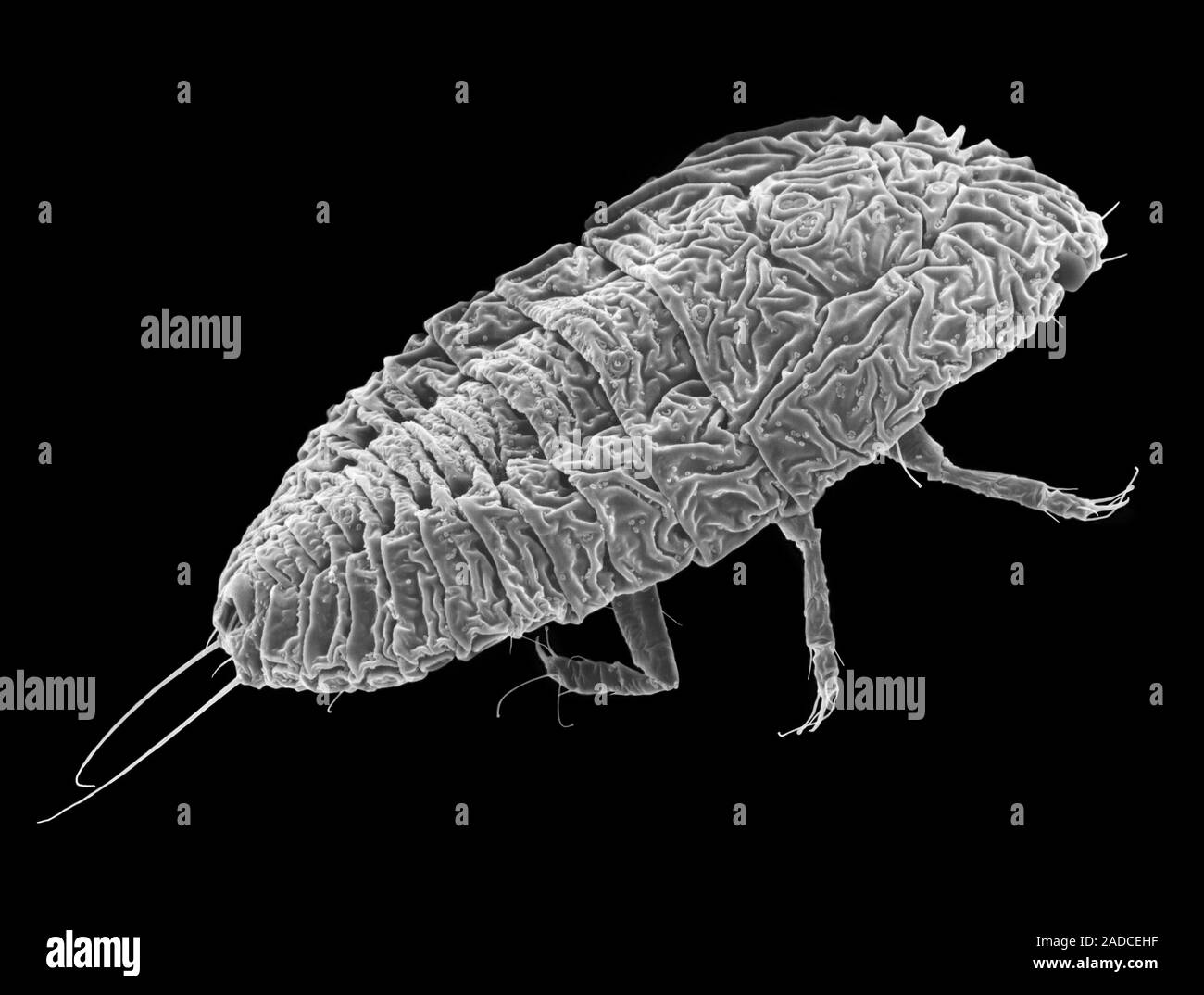 Scanning electron micrograph (SEM) of Brown soft scale insect; nymph ...