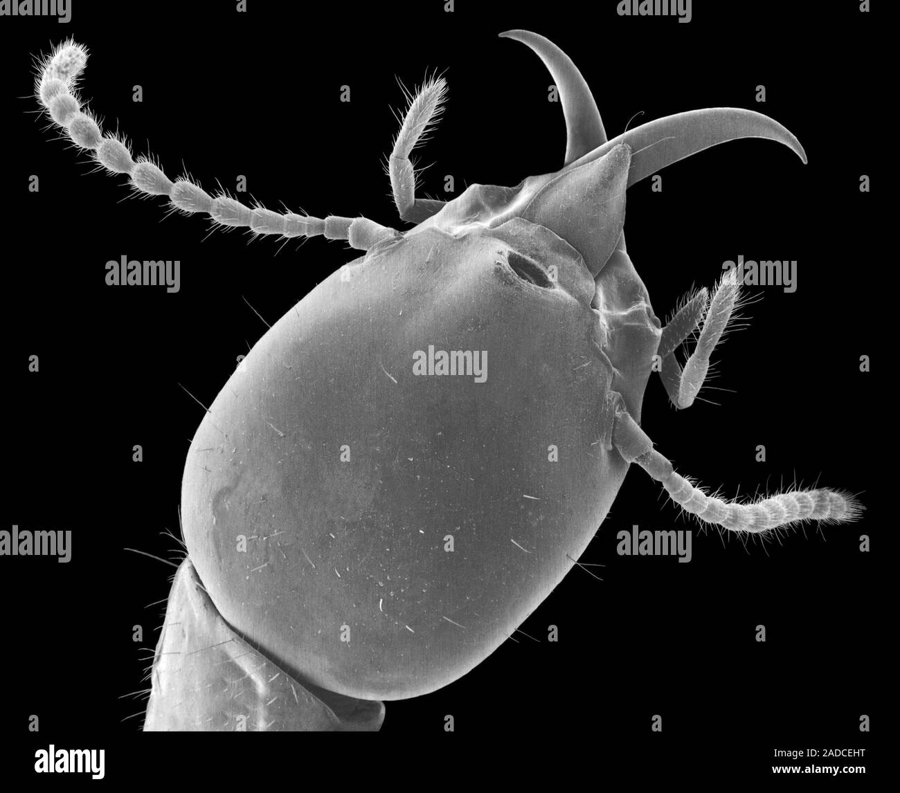 Scanning electron micrograph (SEM) of Formosan (subterranean) soldier ...