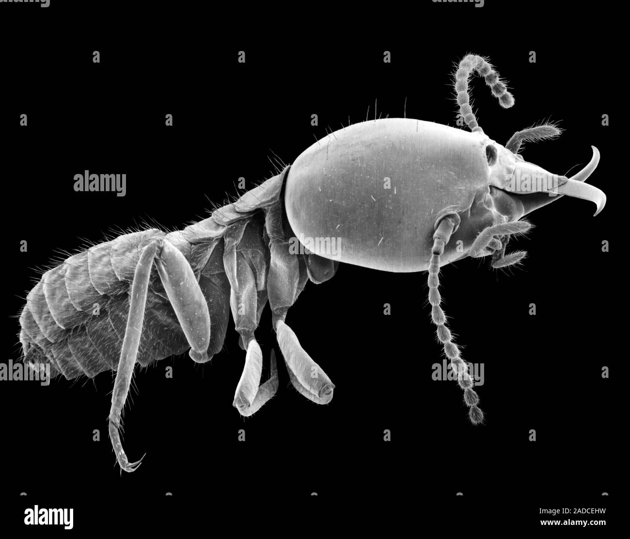 Scanning electron micrograph (SEM) of Formosan (subterranean) soldier ...