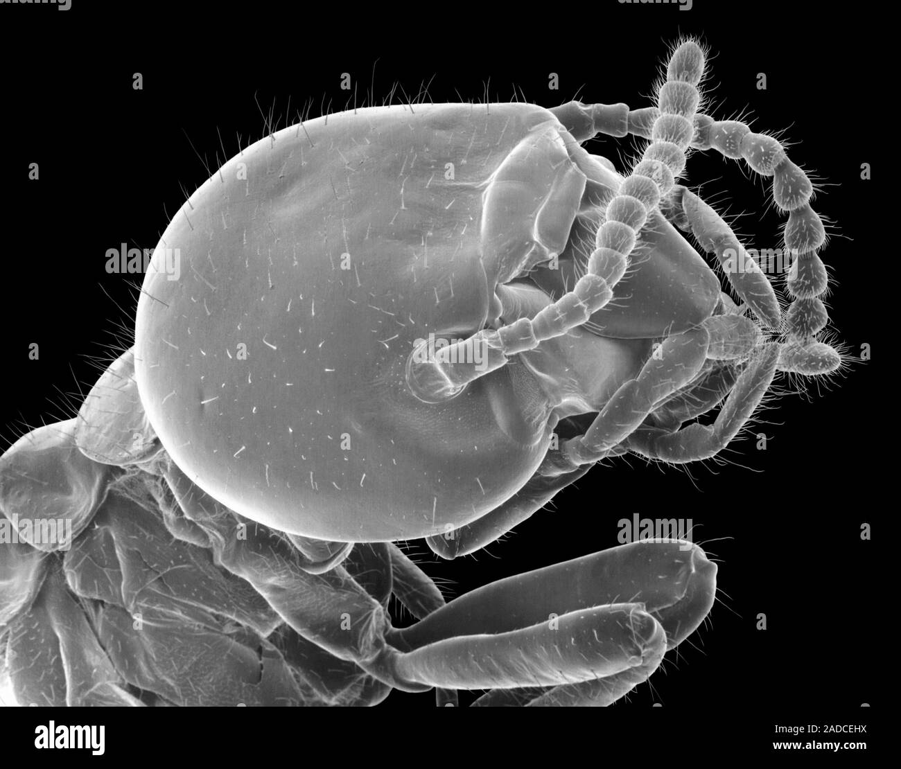 Scanning electron micrograph (SEM) of Formosan (subterranean) worker ...