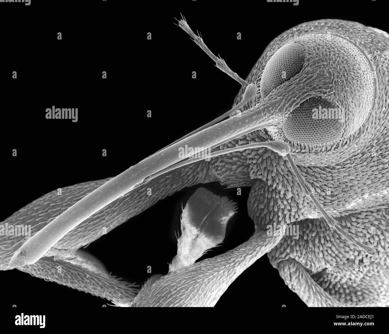 Scanning electron micrograph (SEM) of Nut weevil head (Curculio sp ...