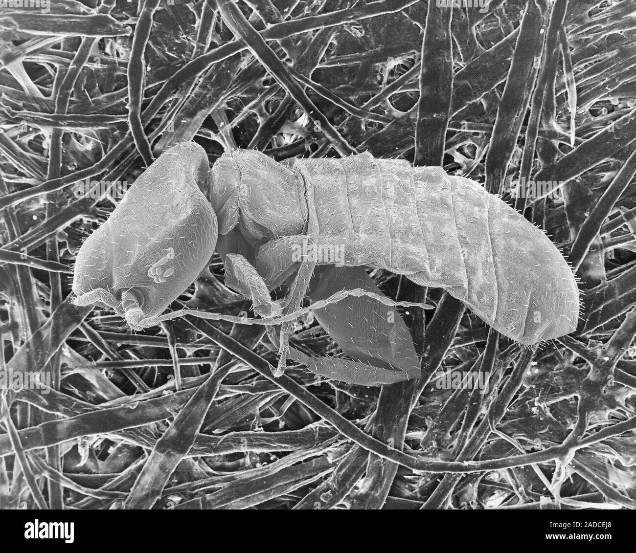 Scanning electron micrograph (SEM) of Book louse on cellulose fibres ...