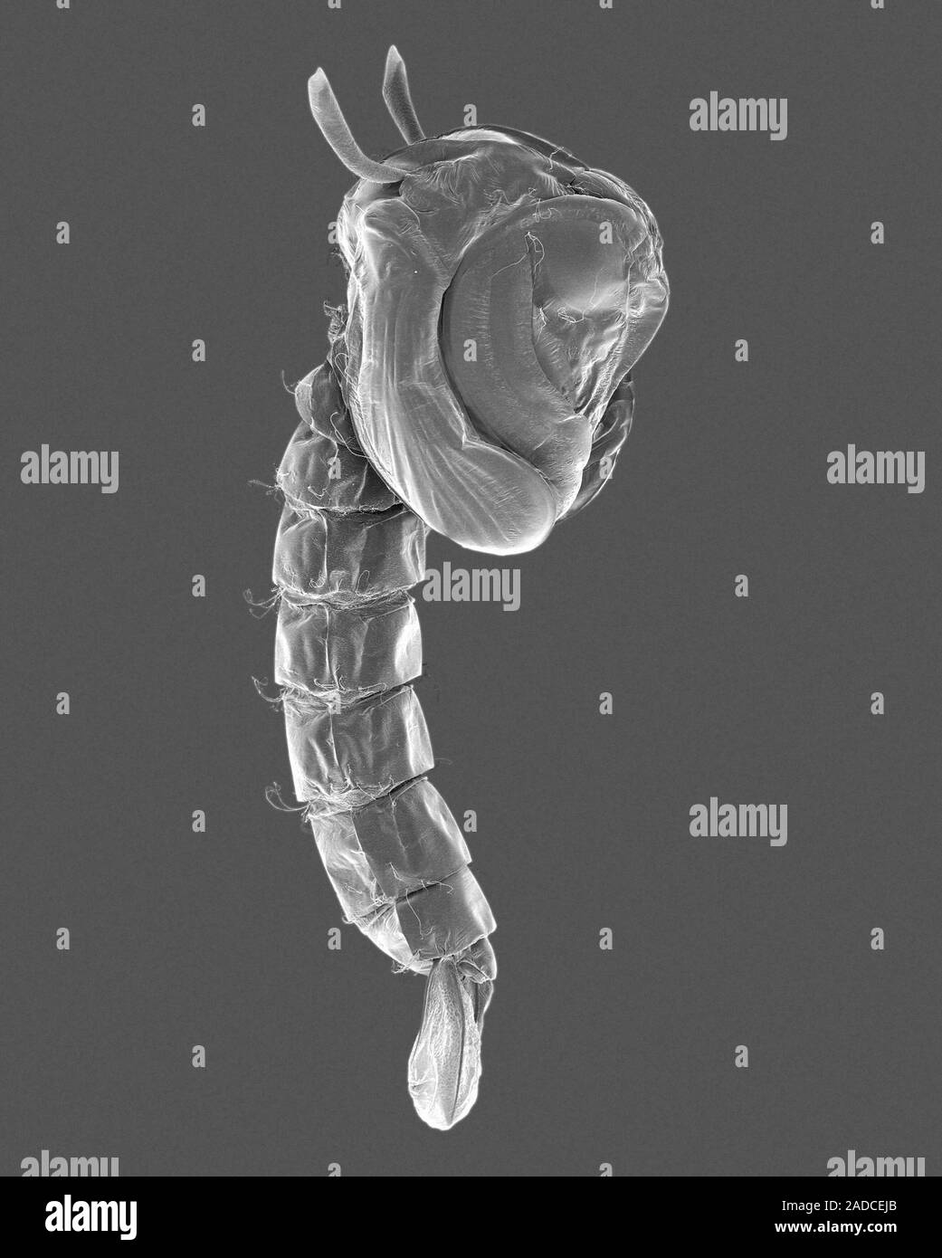 Scanning electron micrograph (SEM) of Mosquito pupa (Culex sp ...