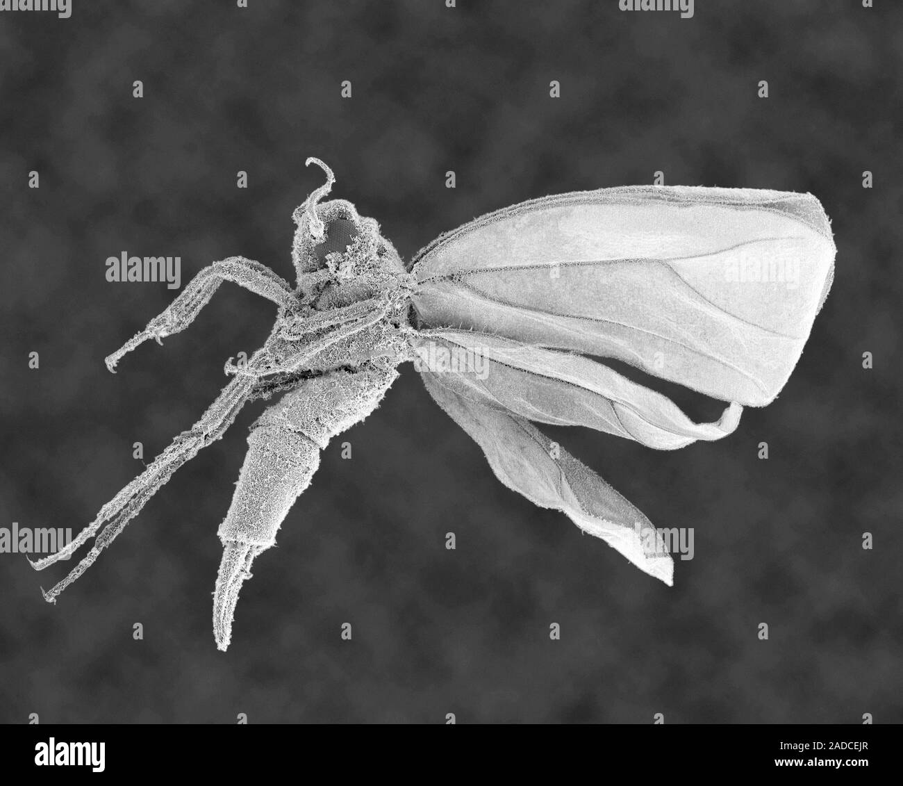 Scanning electron micrograph (SEM) of Whitefly young adult ...