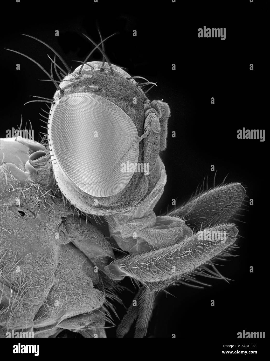 Scanning electron micrograph (SEM) of Female Mediterranean fruit fly ...