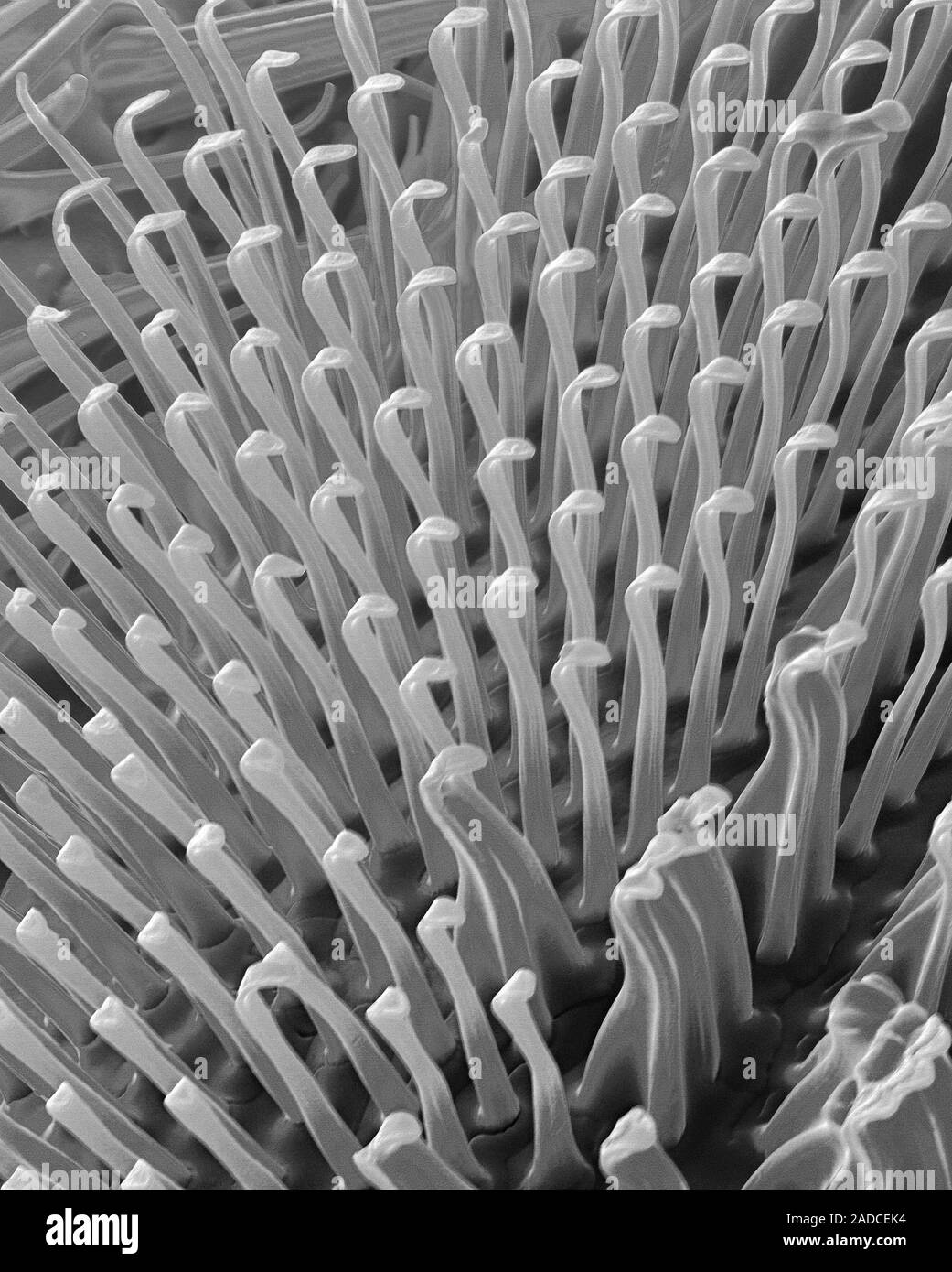 Scanning electron micrograph (SEM) of Mediterranean fruit fly pulvillar ...