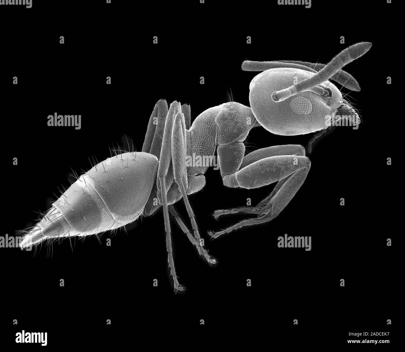 Scanning electron micrograph (SEM) of Big-headed ant worker (Pheidole ...