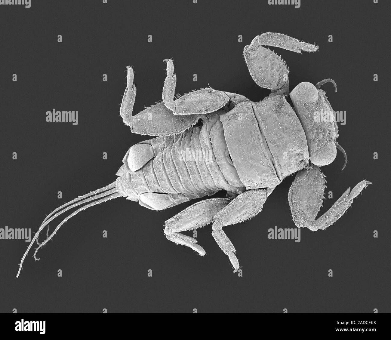 Scanning electron micrograph (SEM) of Aquatic nymph stage of the mayfly ...