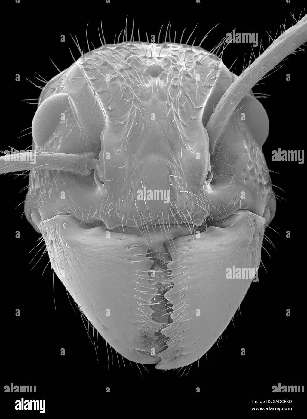 Scanning electron micrograph (SEM) of Bullet head ant (Paraponera ...