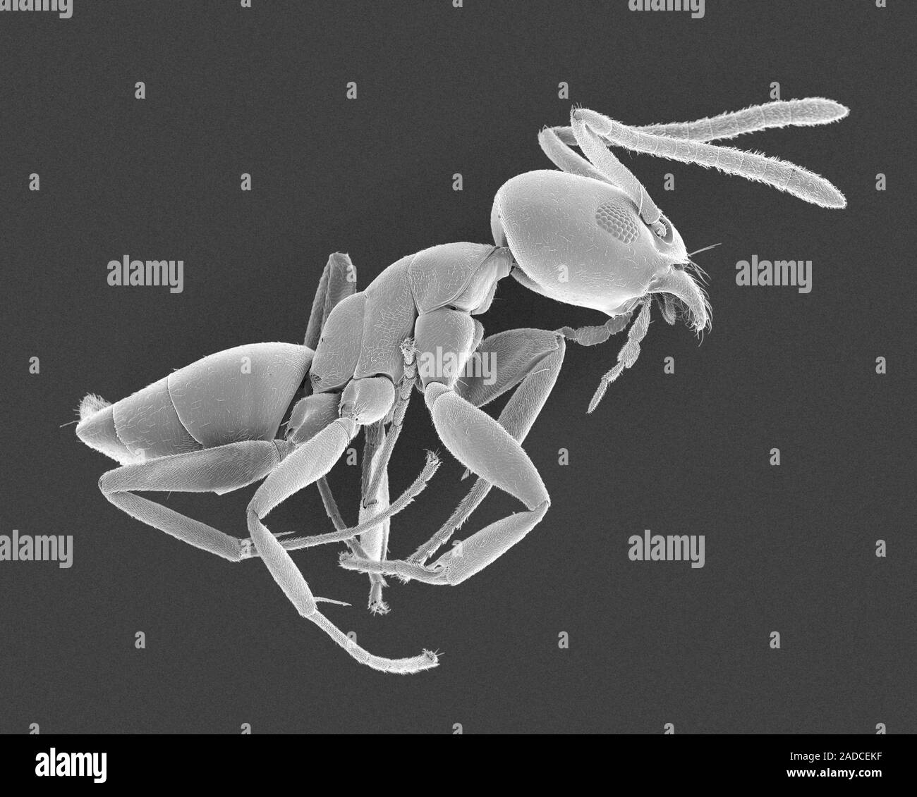 Scanning electron micrograph (SEM) of Ghost ant (Tapinoma ...