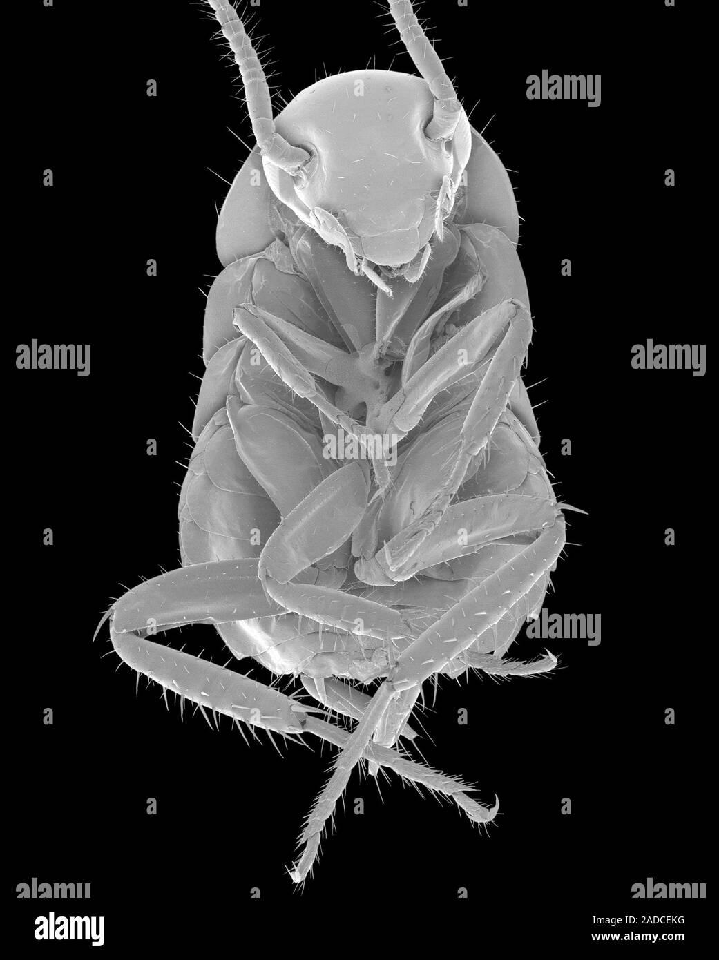 Scanning electron micrograph (SEM) of American cockroach, ventral view ...