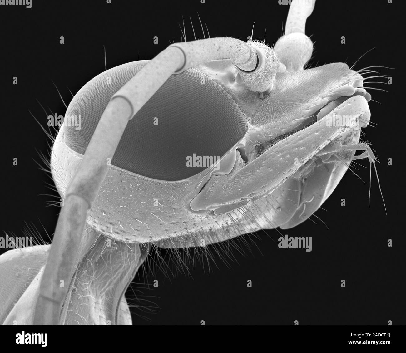 Scanning electron micrograph (SEM) of Emerald cockroach wasp head ...