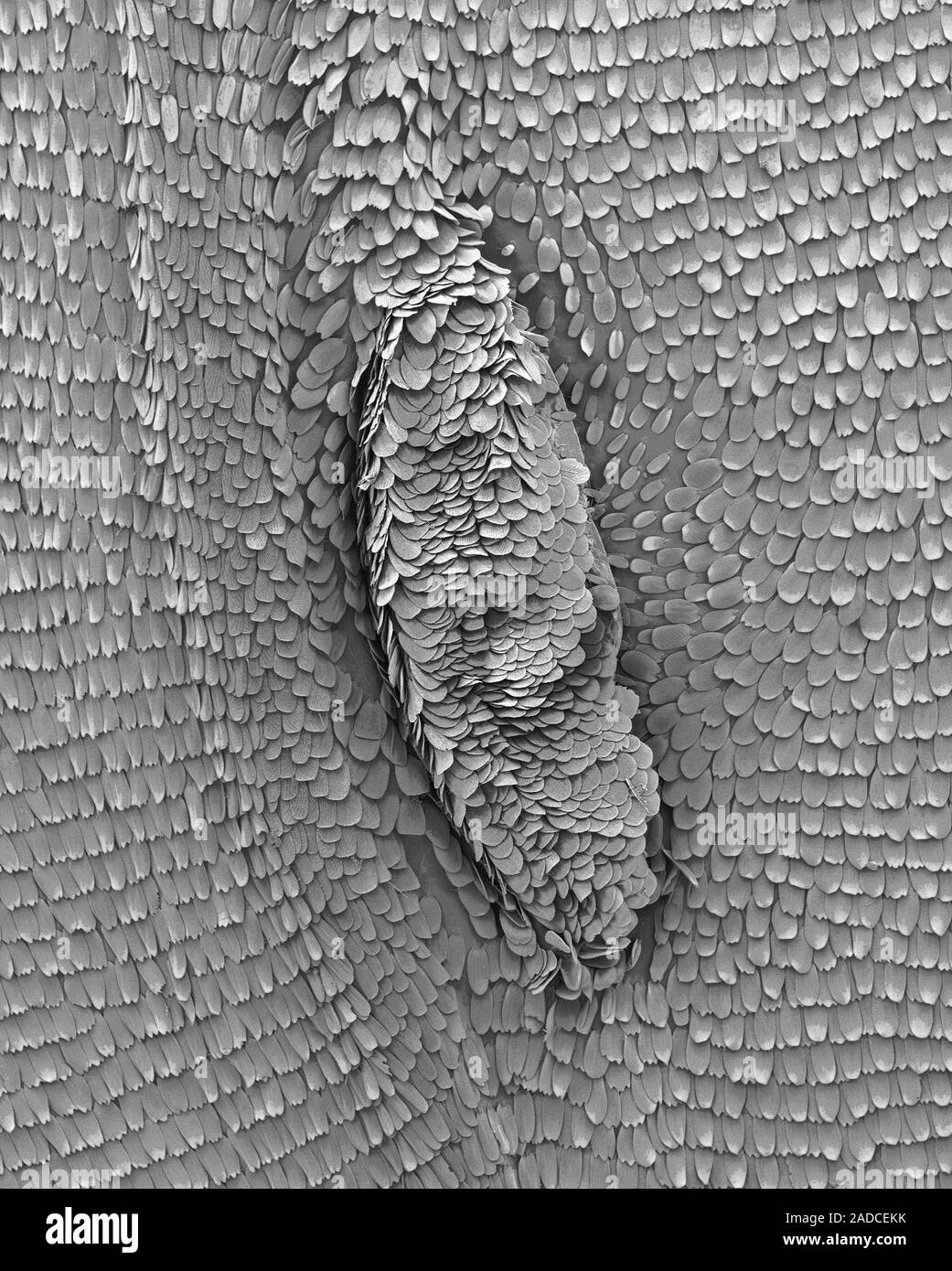 Scanning electron micrograph (SEM) of Monarch butterfly wing with ...