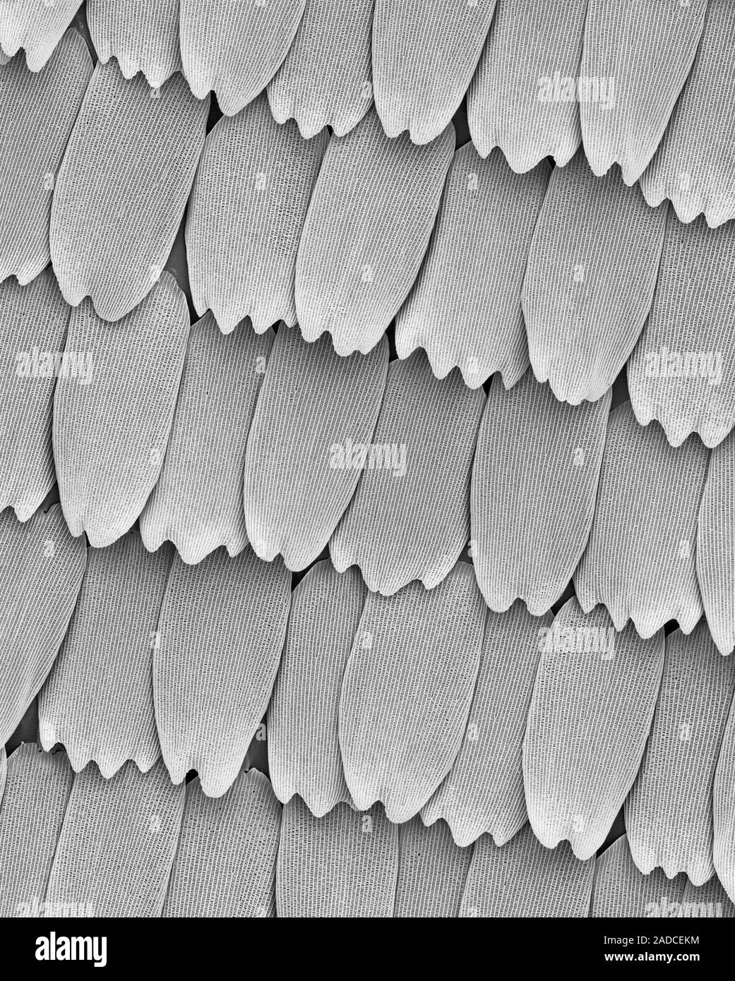 Scanning electron micrograph (SEM) of monarch butterfly wing scales ... Scanning electron micrograph (SEM) of monarch butterfly wing scales ...
