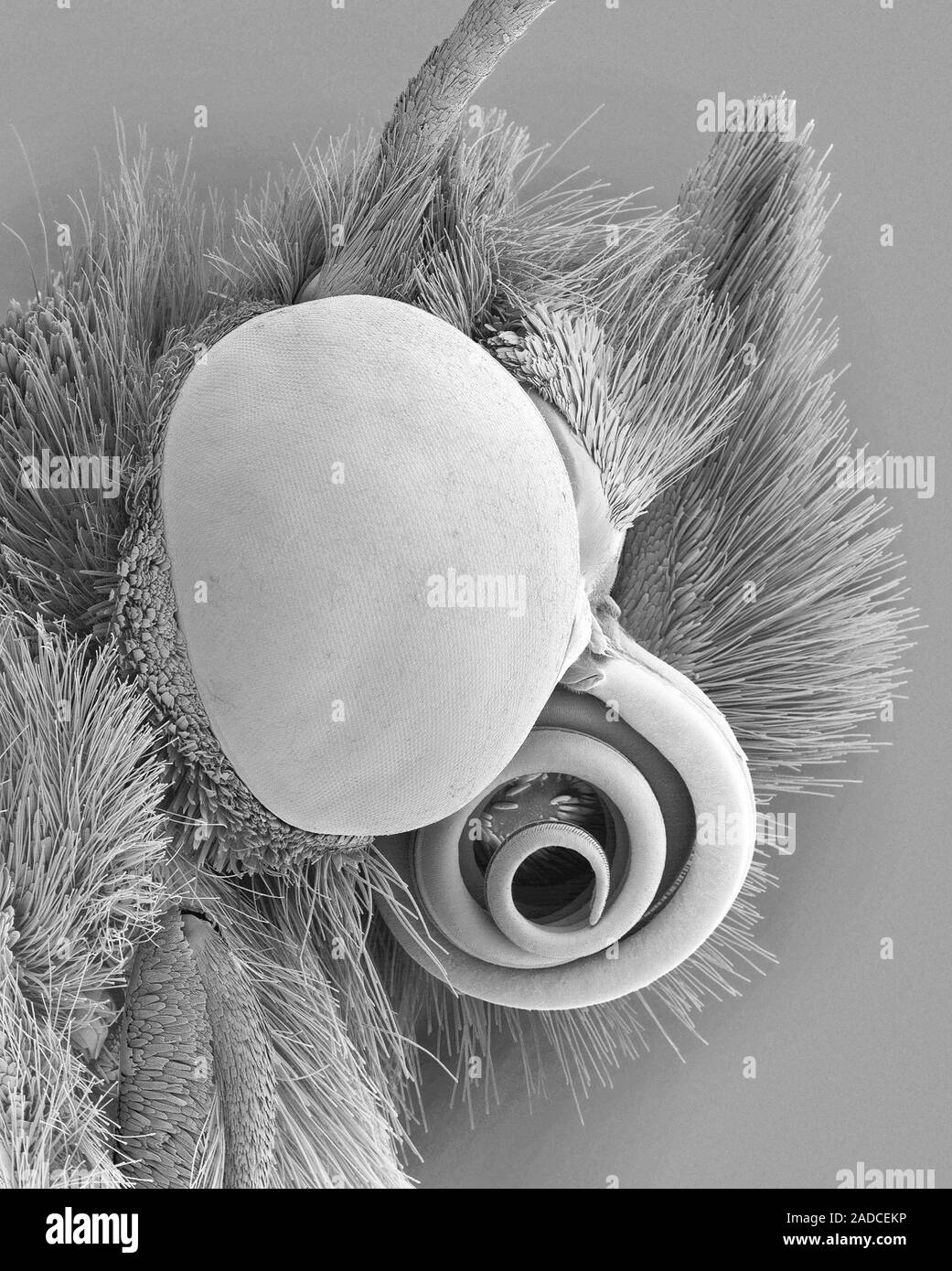 Scanning electron micrograph (SEM) of Monarch butterfly head, eye and ...