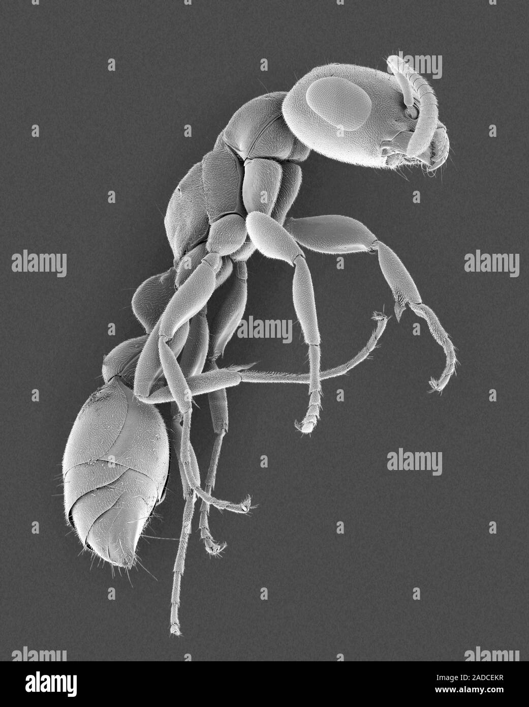 Scanning electron micrograph (SEM) of Wasp-like ant (Pseudomyrmex ...