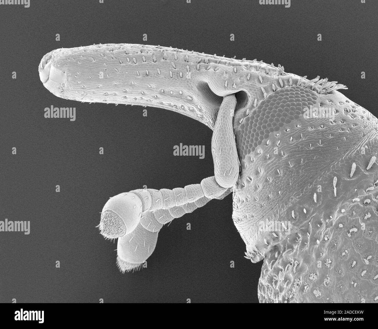 Scanning electron micrograph (SEM) of Rice weevil head (Sitophilus ...