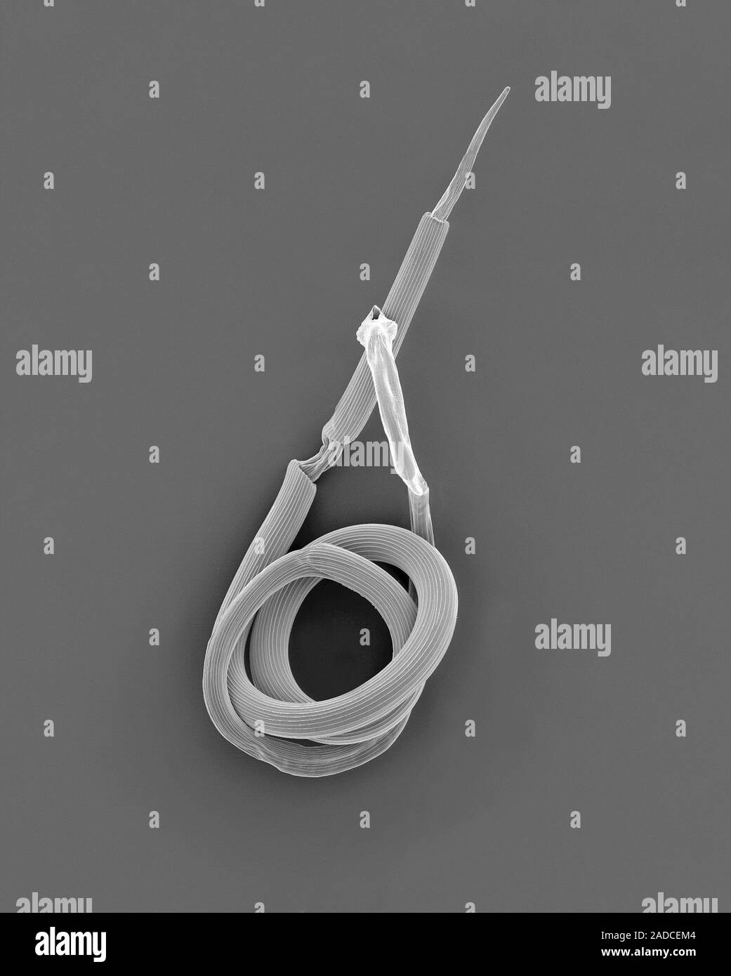 Scanning electron micrograph (SEM) of Sheep nematode, Ostertagia ...