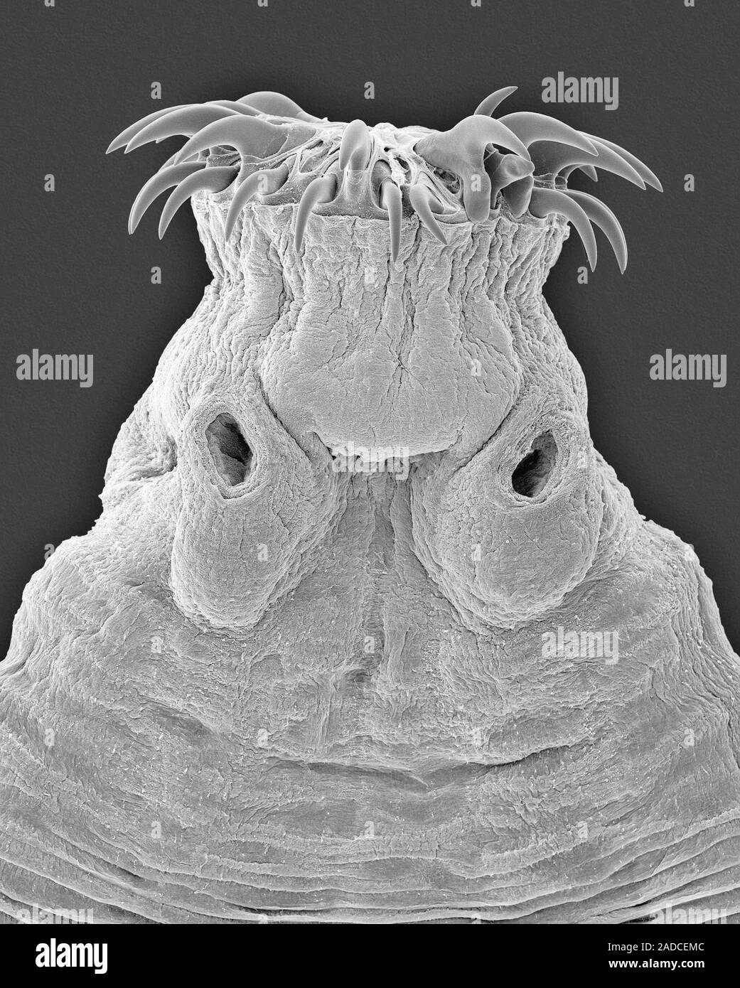 Scanning electron micrograph (SEM) of Mammal intestine tapeworm (Taenia ...