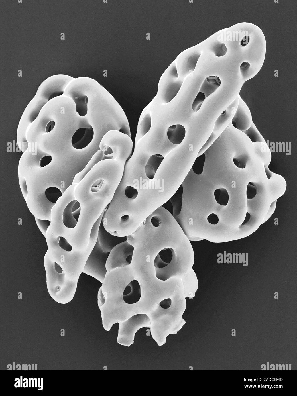 Scanning electron micrograph (SEM) of Sea cucumber ossicles (Eupentacta ...