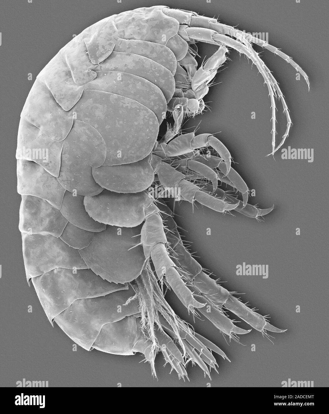Scanning electron micrograph (SEM) of Freshwater amphipod crustacean ...