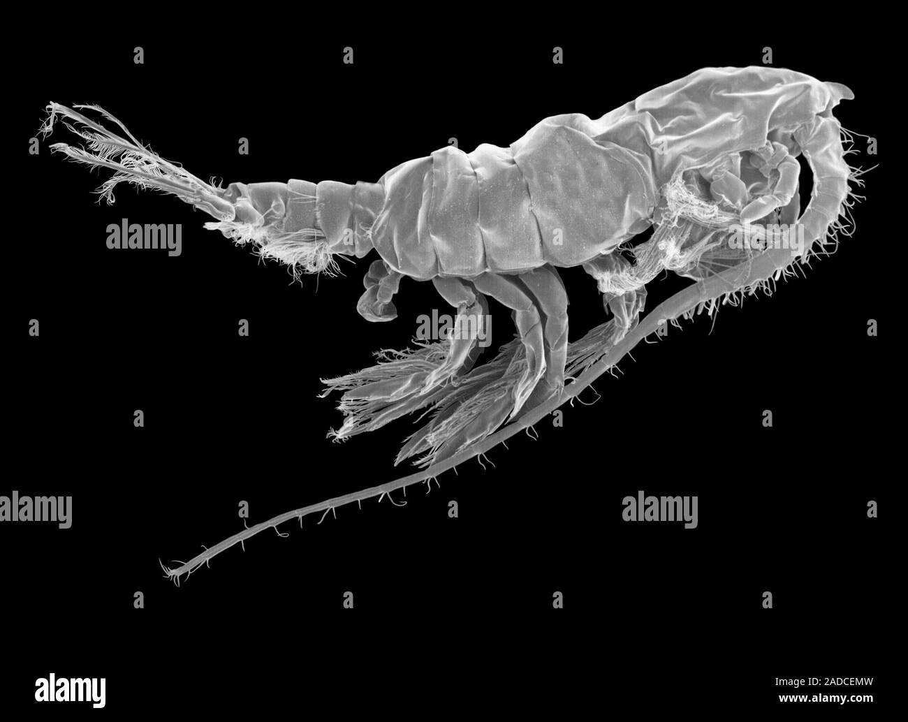 Scanning electron micrograph (SEM) of Marine copepod (crustacean ...