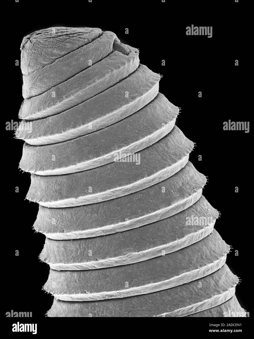 Scanning electron micrograph (SEM) of Composting worm (Perionyx ...
