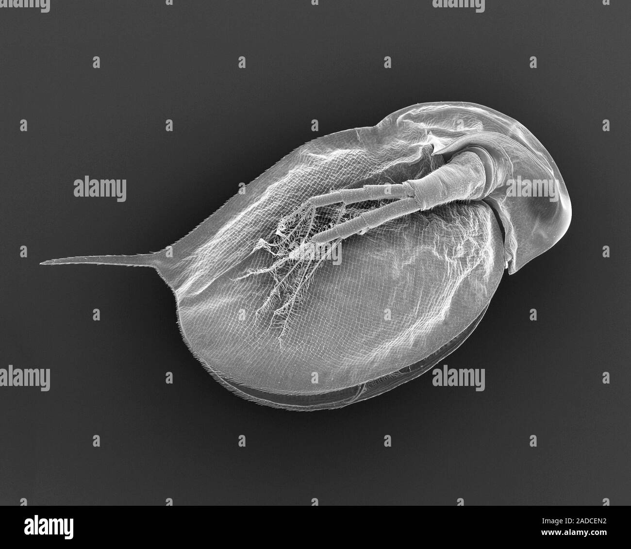 Scanning electron micrograph (SEM) of Water flea (Daphnia sp.). Fresh ...