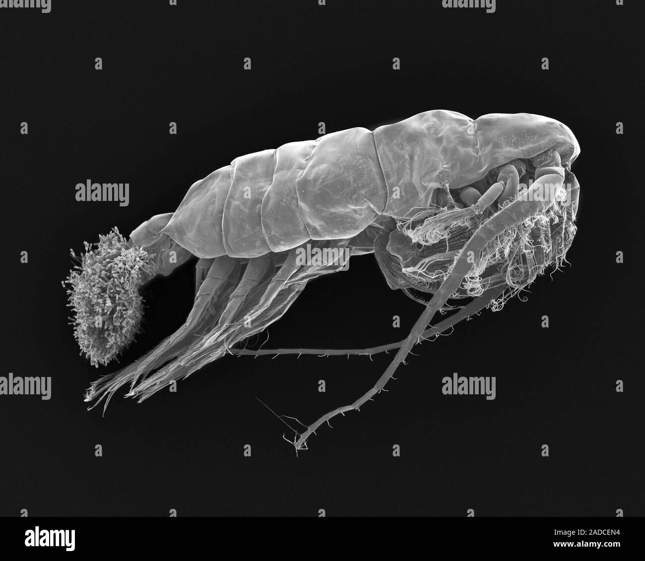 Scanning electron micrograph (SEM) of Marine calanoid copepod (Euchaeta ...