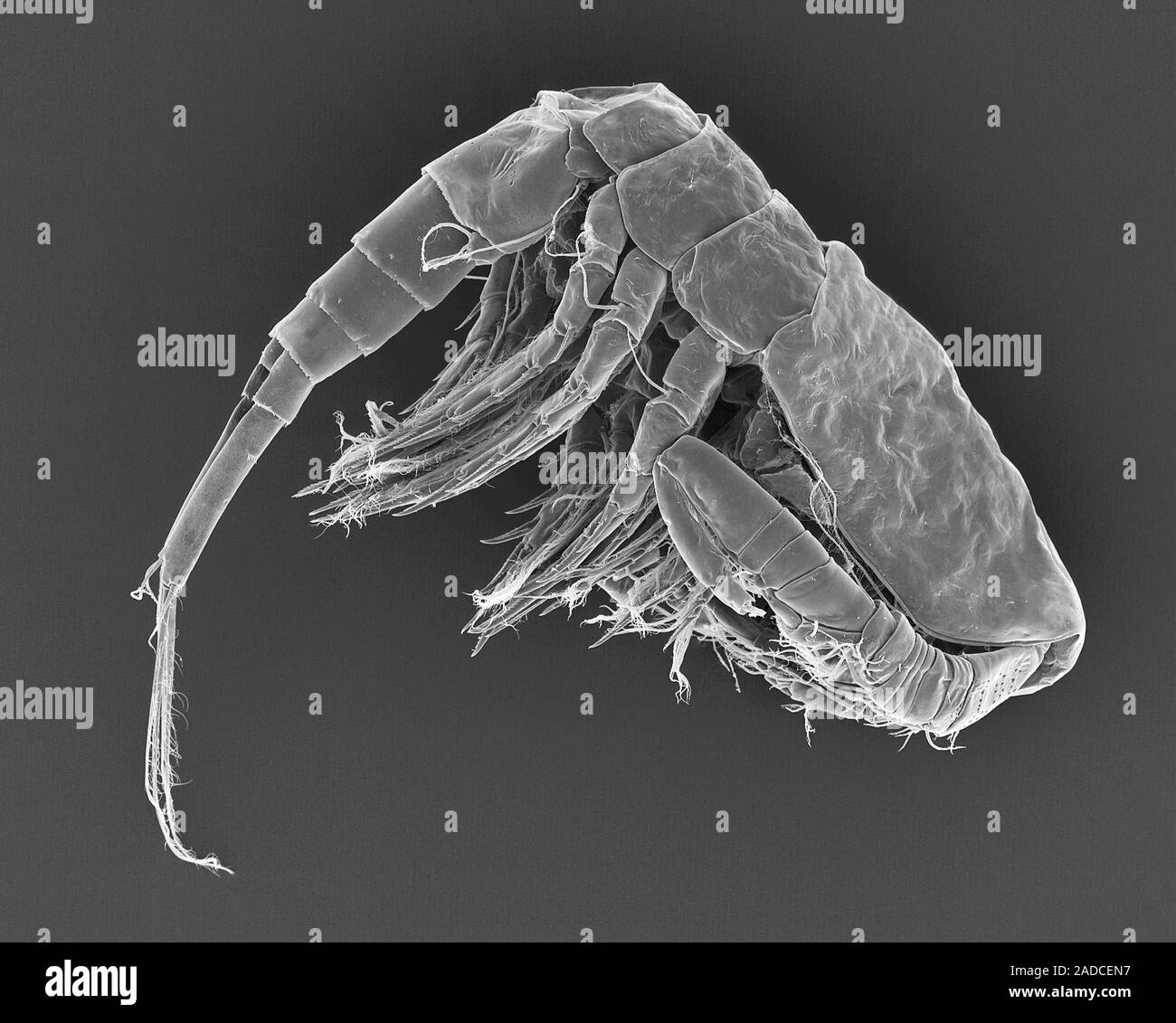 Scanning electron micrograph (SEM) of Freshwater copepod (Diacyclops ...