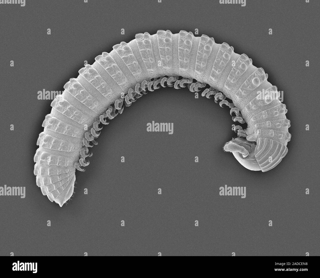 Scanning electron micrograph (SEM) of Rusty millipede (Trigoniulus ...