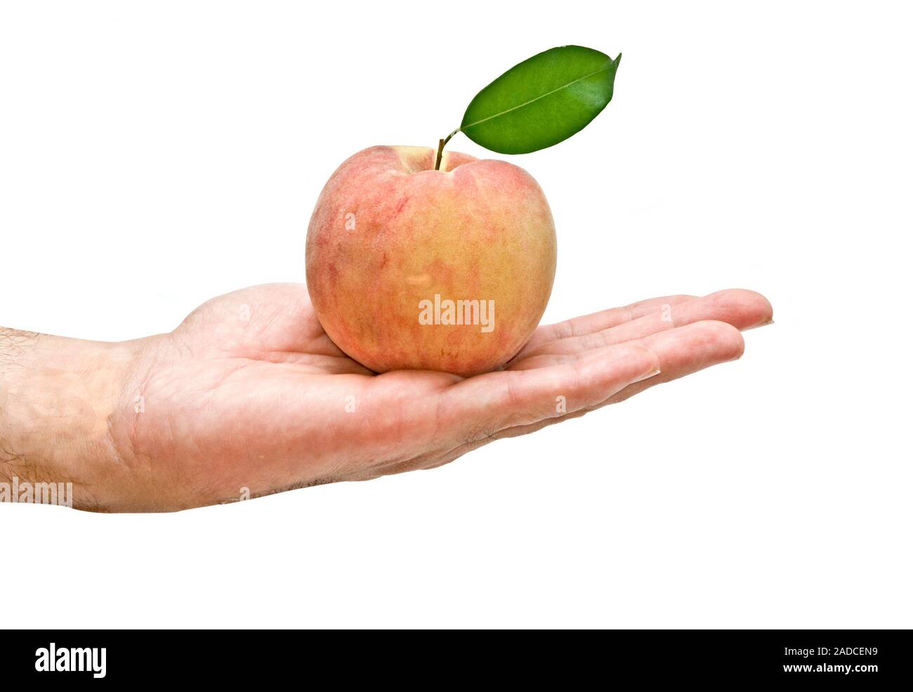 Red peach palm fruit hi-res stock photography and images - Alamy