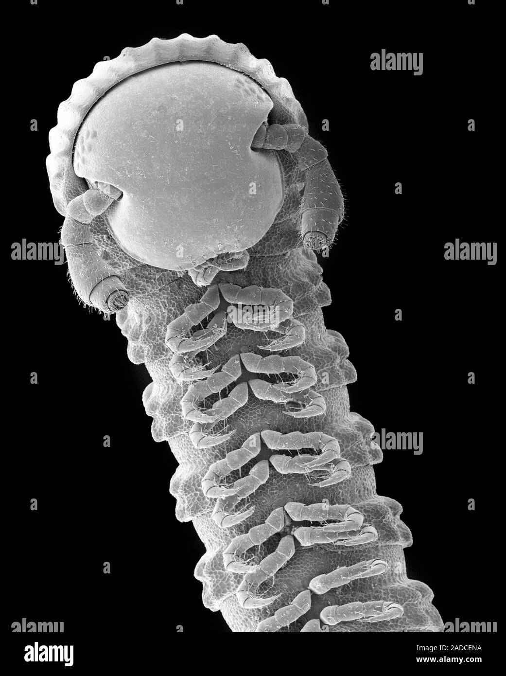 Scanning electron micrograph (SEM) of Rusty millipede (Trigoniulus ...