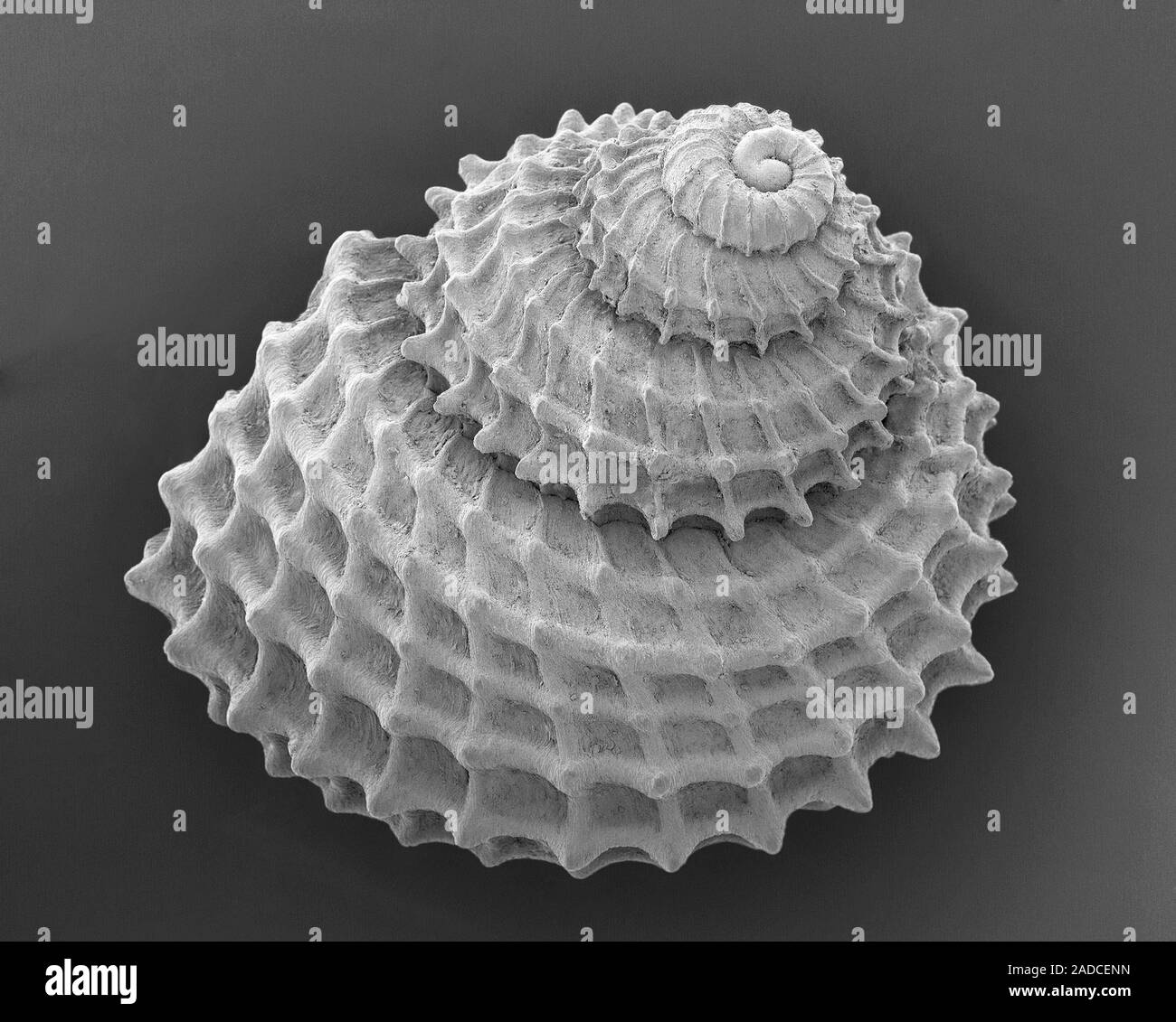 Scanning electron micrograph (SEM) of Mediterranean mollusk (gastropod ...