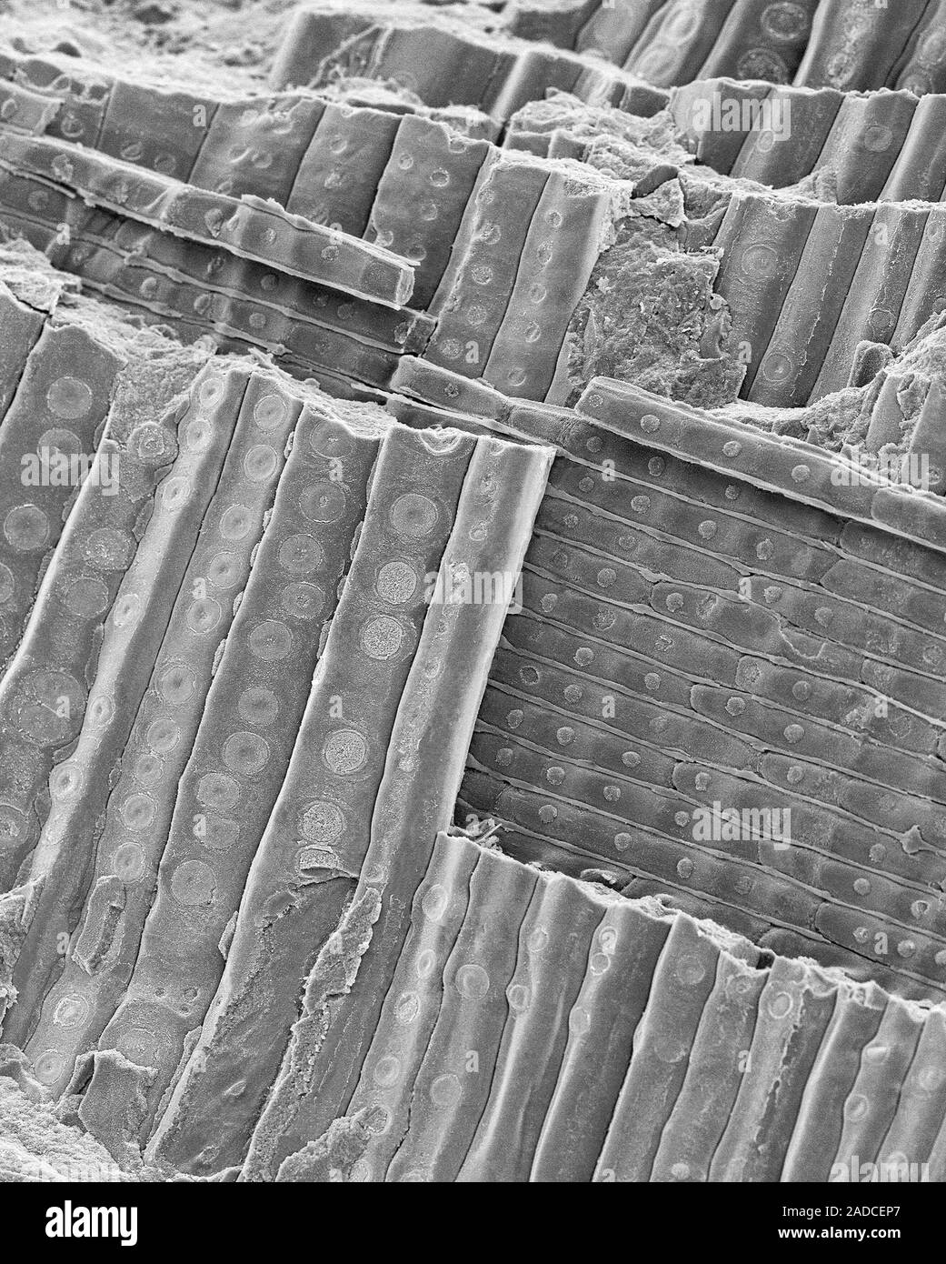 Petrified redwood (Sequoia affinis) longitudinal section, scanning ...