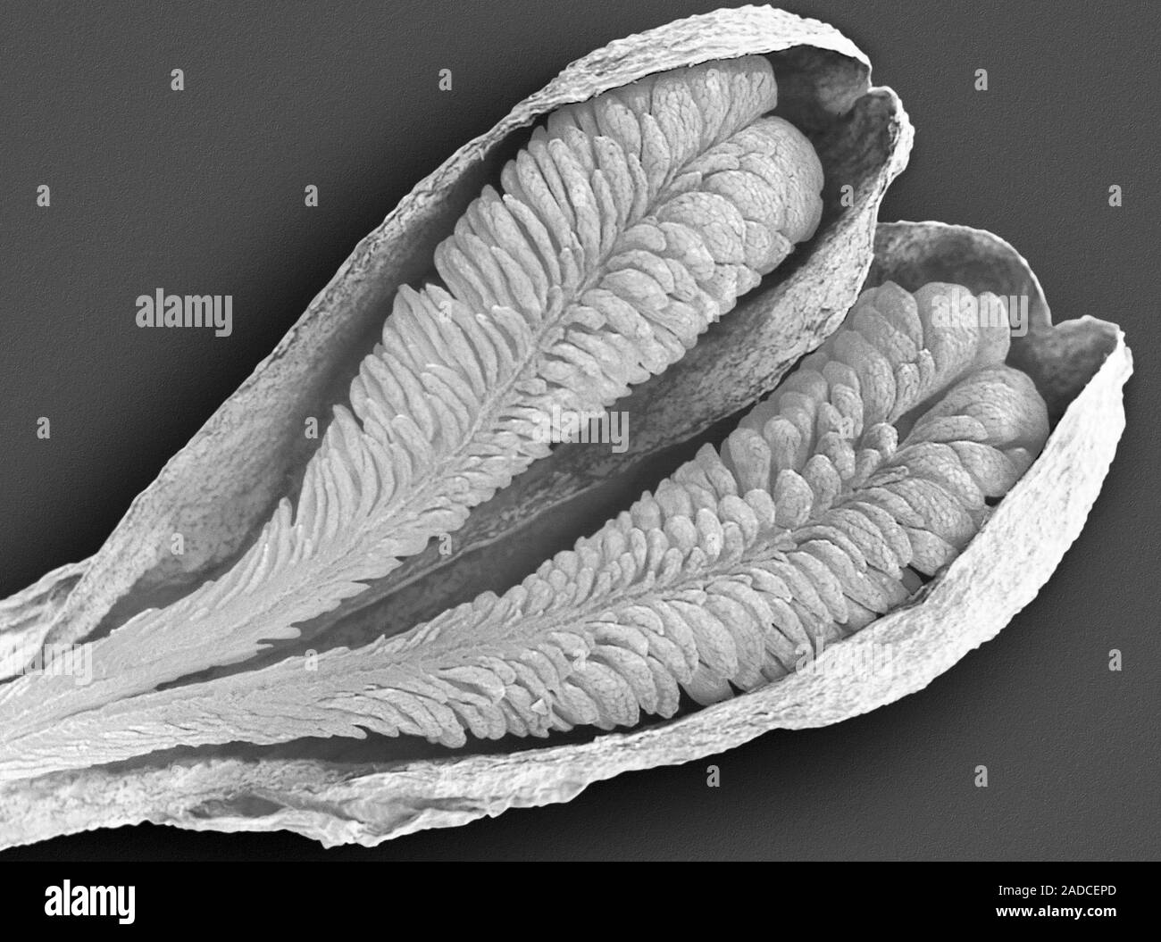 Orchid pollinia (Ludisia discolor), scanning electron micrograph (SEM ...