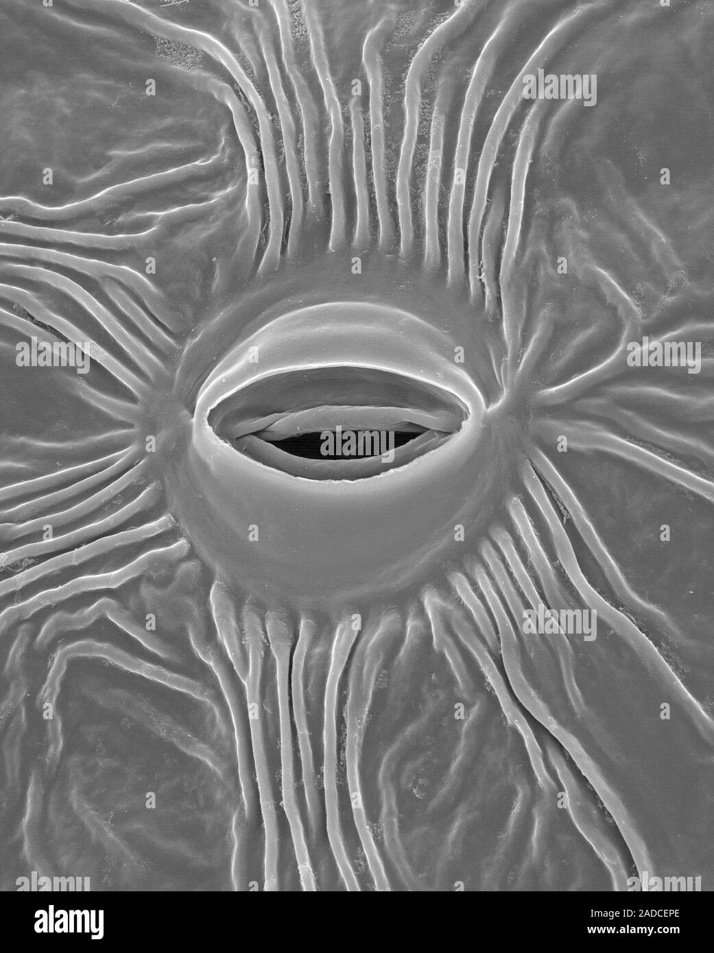 Stoma of a milkweed leaf (Asclepias sp), scanning electron micrograph ...